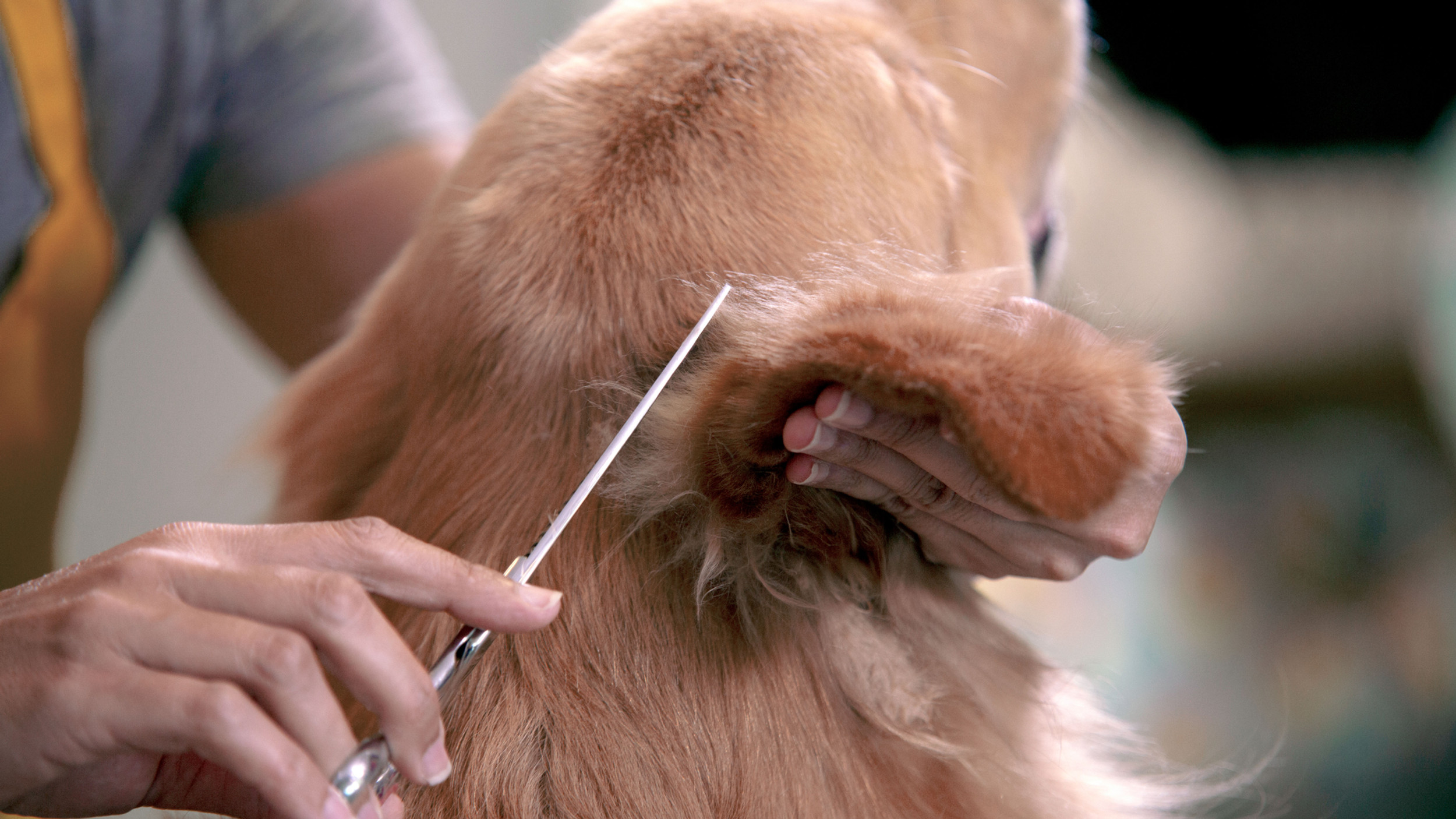 Topical Therapy | Ear Products | Pro Concepts Animal Health