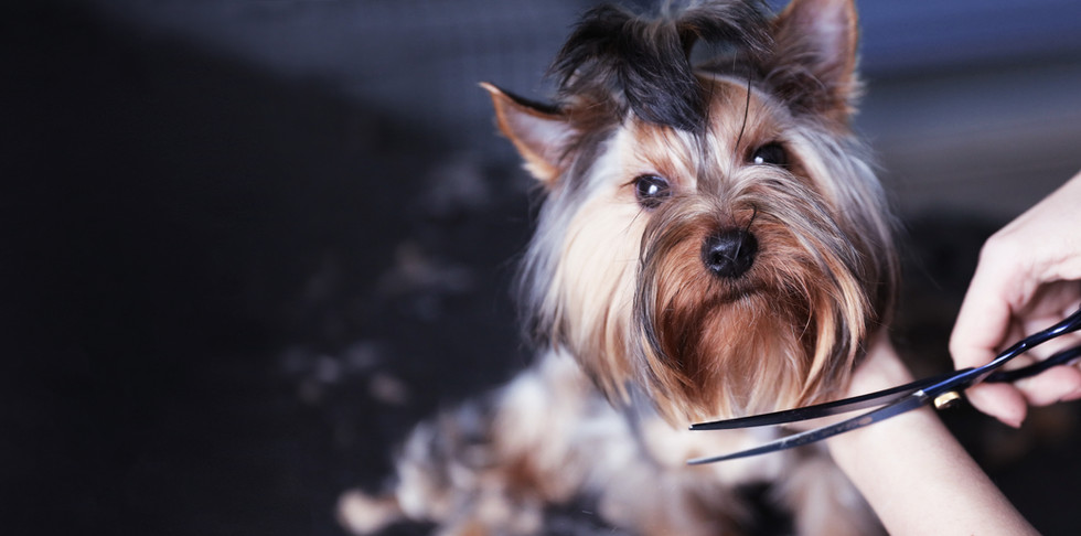 Veterinarian | NorthPointe Animal Hospital | Fresno