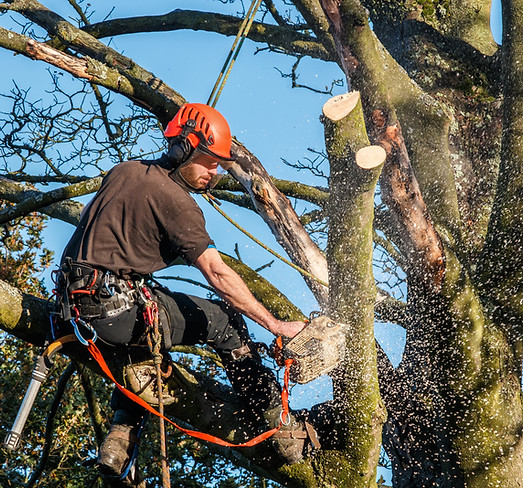 Tree Surgeons | Tonks Brothers Tree Services | Burntwood