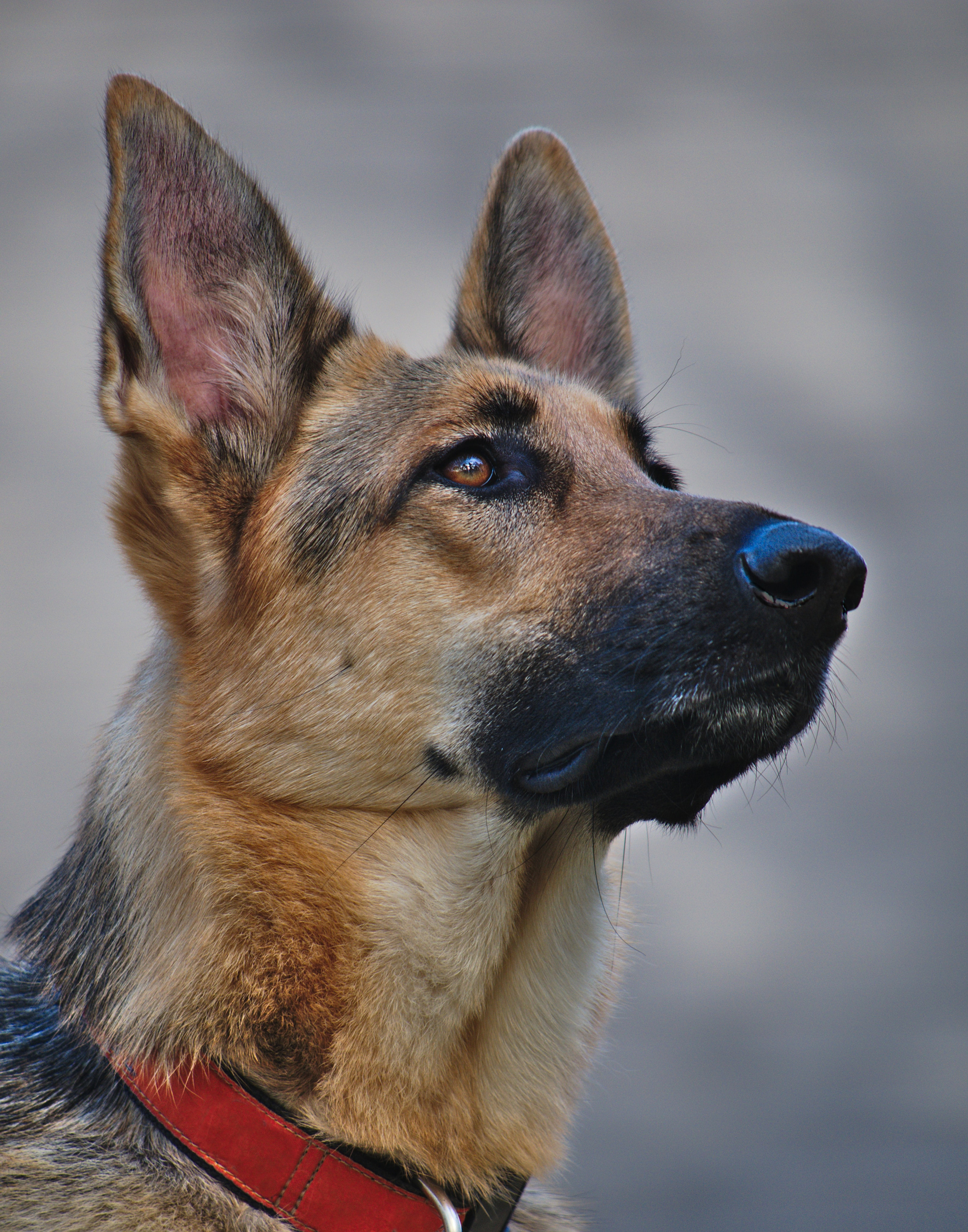 2023 German Shepherd Dog Show | VFW Post 10427