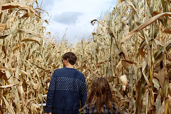 harvest fields corn maze