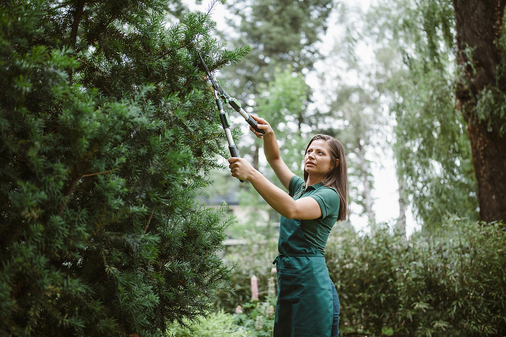 DIY Tree Trimming Tips for Beginners