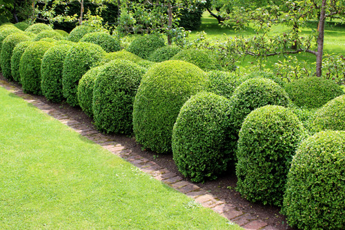 Shrubs | Sheffield | Valleyside Garden Centre