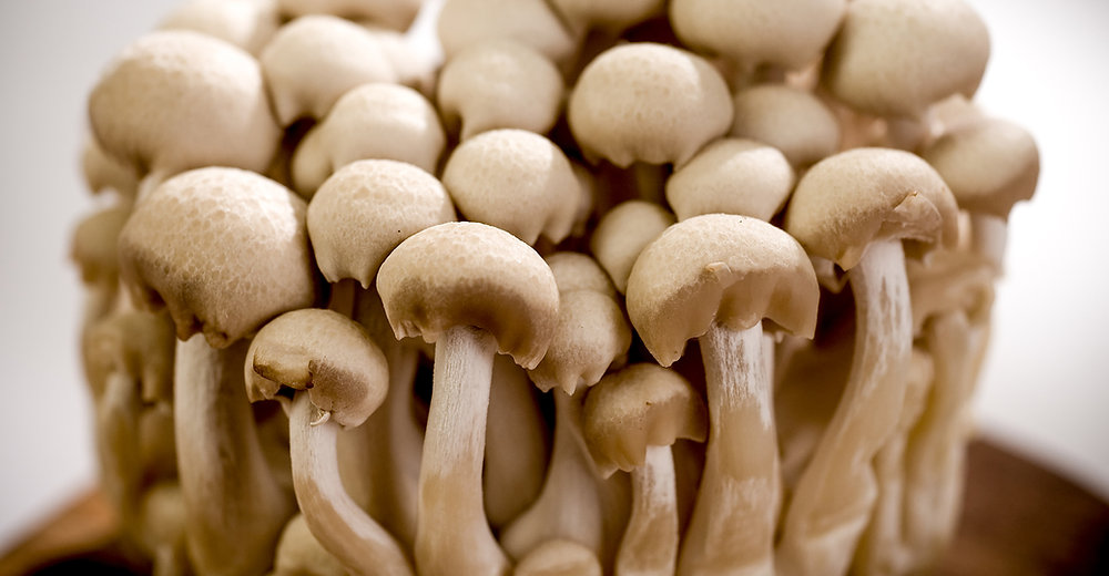 Los Hongos y sus beneficios