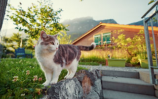 does my cat feel guilty