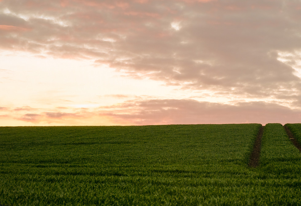 Home | The Helen Edith Farm