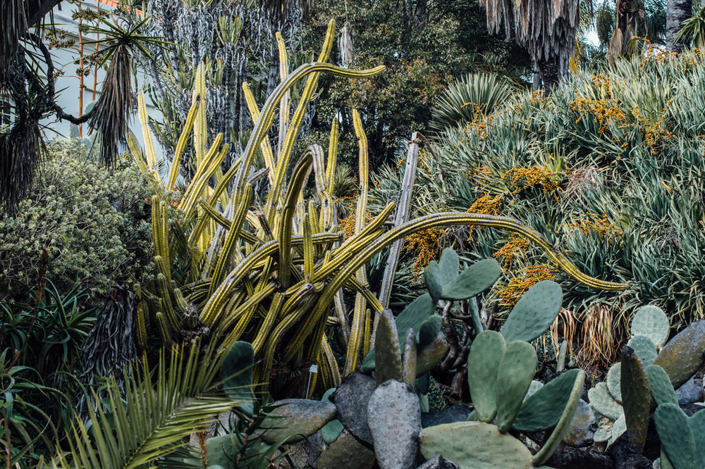 What Do Plants Symbolize what-do-plants-symbolize