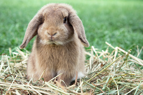 (FA) Animals & the Natural World Around Us 1st-3rd | love-of-learning