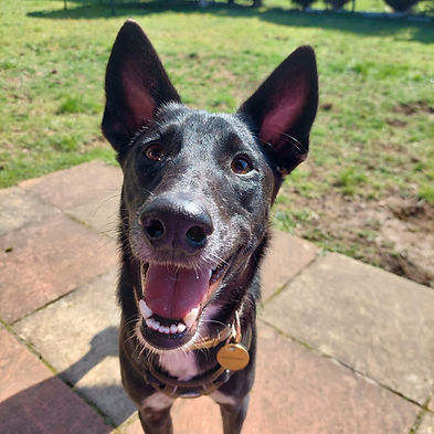 HOME | Muscat Dog Adoption