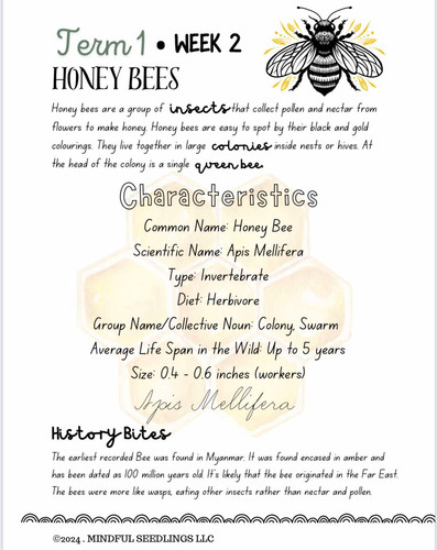 Honey Bees | Mindful Seedlings