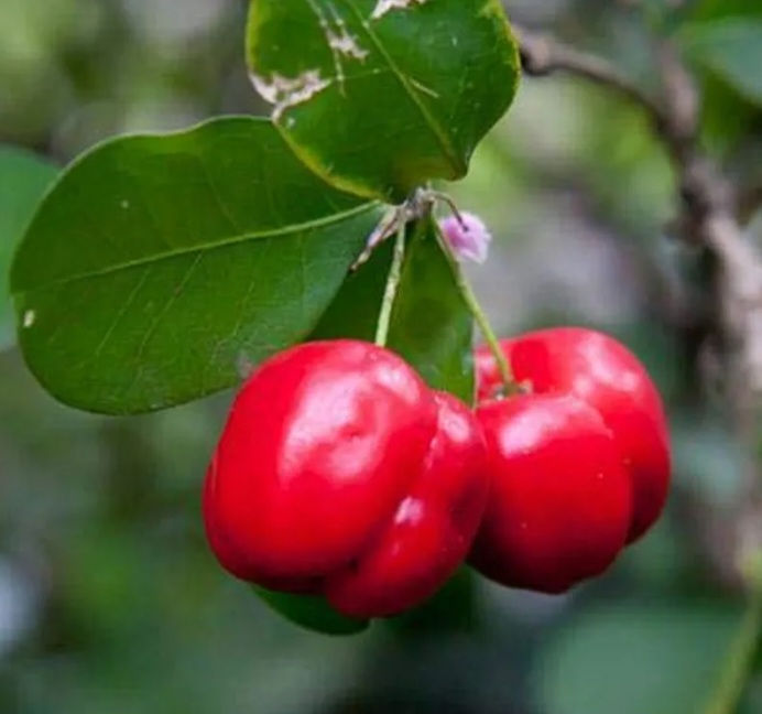 Fruit Trees | Blackwater Farms And Nursery | Florida
