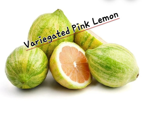 Beautiful Variegated Pink Lemon tree in 10gal | BLACKWATER FARMS AND