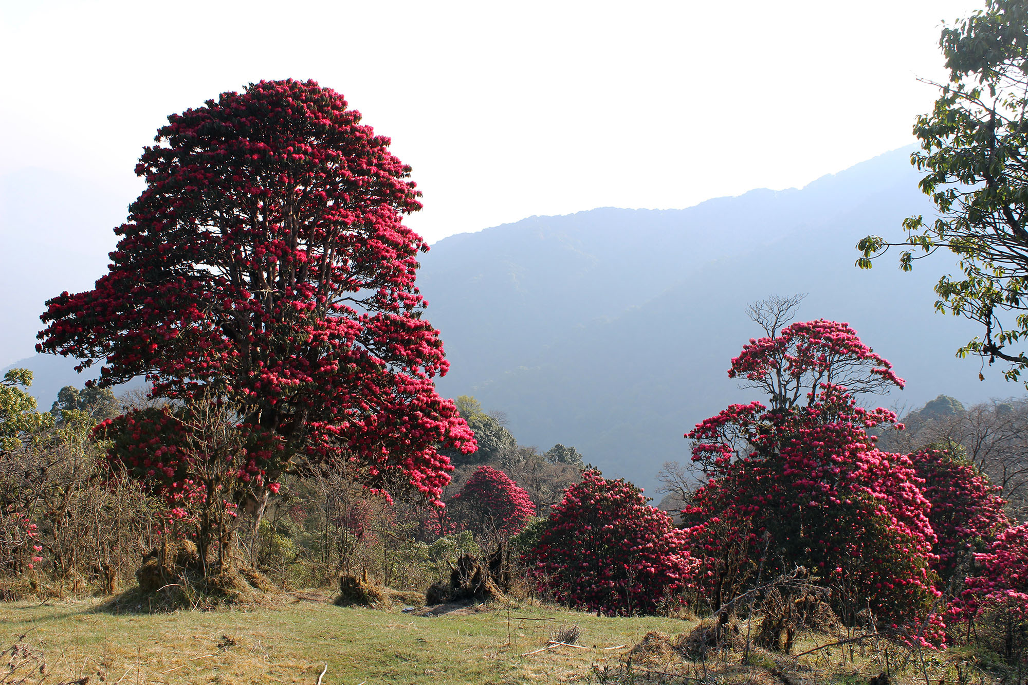 Cultural Tours | NATURE HIMALAYA TOURS