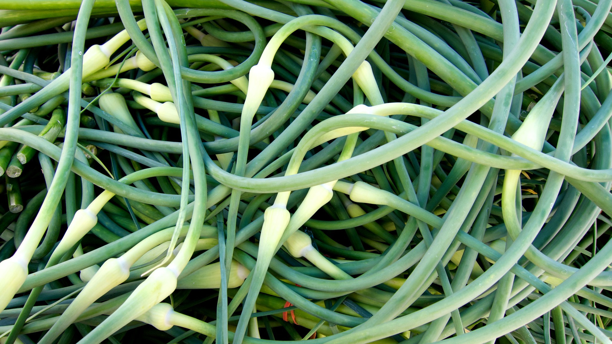 Why We Grow German Extra Hardy Garlic (and How to Use Every Delicious ...