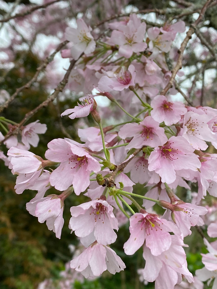 Prunus x yedoensis ‘Awanui’