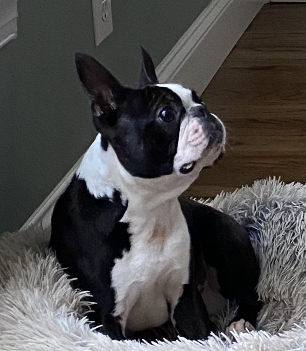 How Much Is A Purebred Boston Terrier