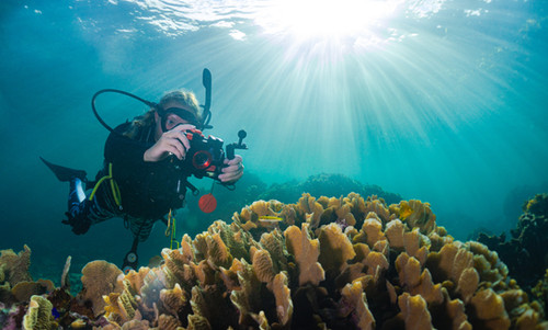 Citizen Science Internship | Diveutila