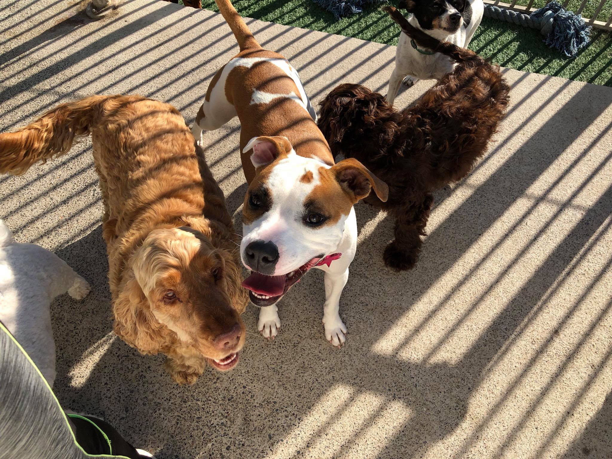 Boarding Forms | Four Paws Country Pet Hotel | Guernsey