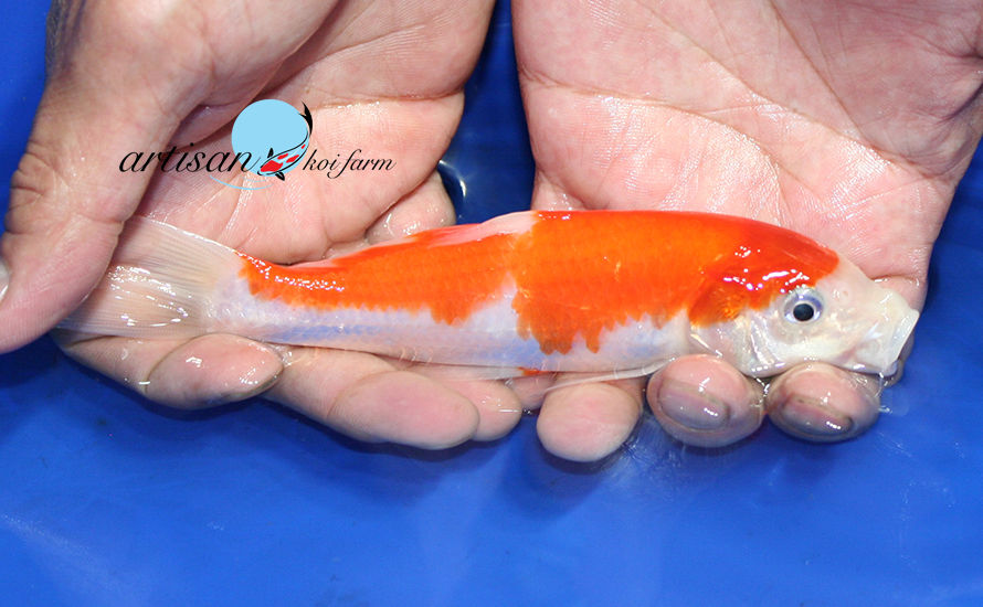 THE STANDARDS | Artisan Koi Farm 2/12