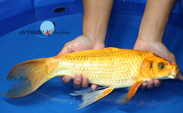 LARGE PREMIUM KOI | Artisan Koi Farm