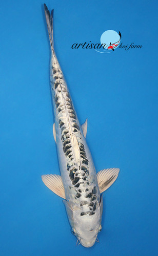 18" Doitsu Matsuba | Artisan Koi Farm