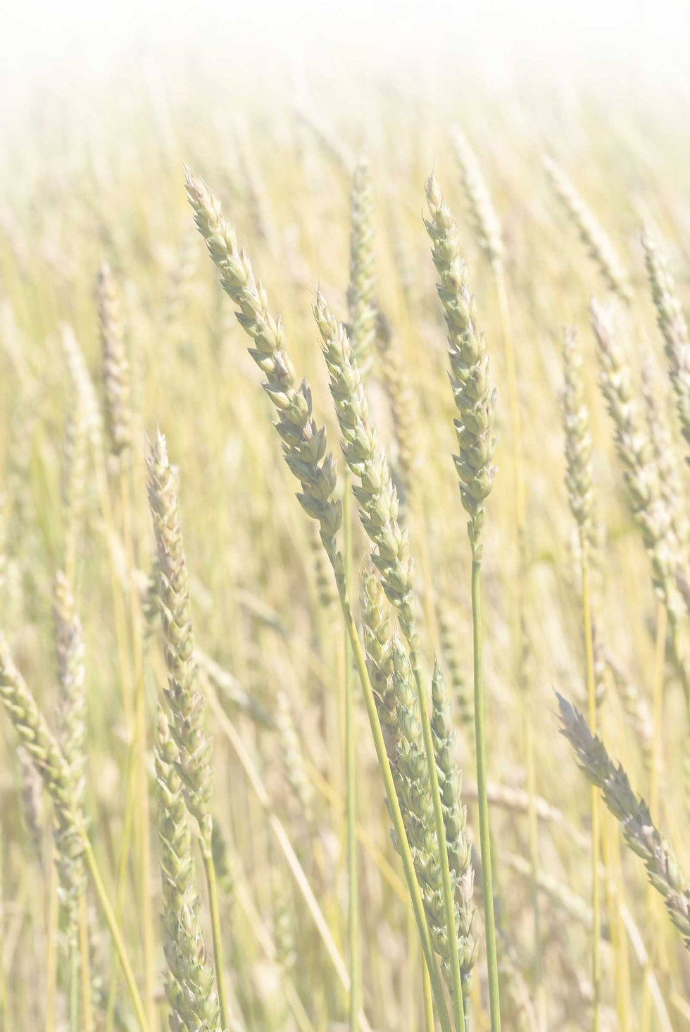 Heritage Farm | Branstrator Farm