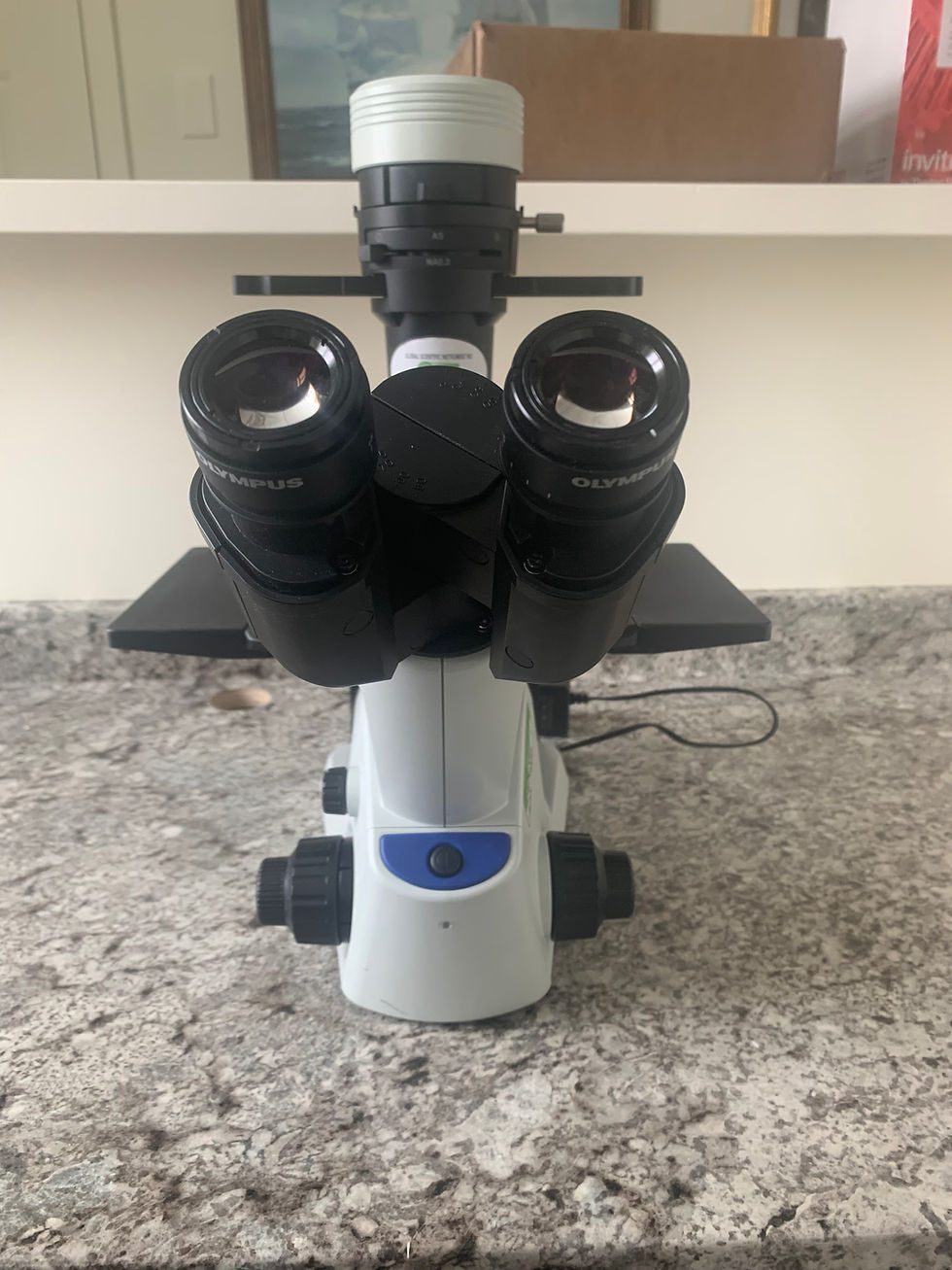 Olympus CKX53 Inverted Microscope | Global Scientific