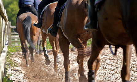 Doncaster Equine College