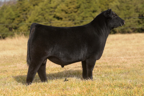 ROSE MC Encore 0463 | Rosebud Cattle Company