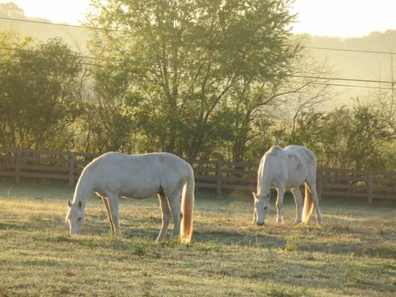 The Basics, Part 3 – Forage