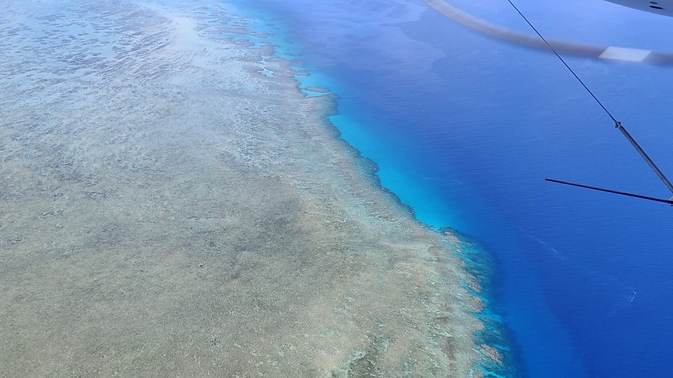 Dugong survey reveals thriving population in far north Queensland