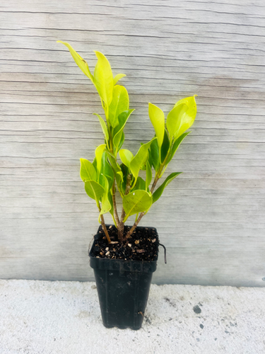 Ficus tuffi | Native Plant Centre