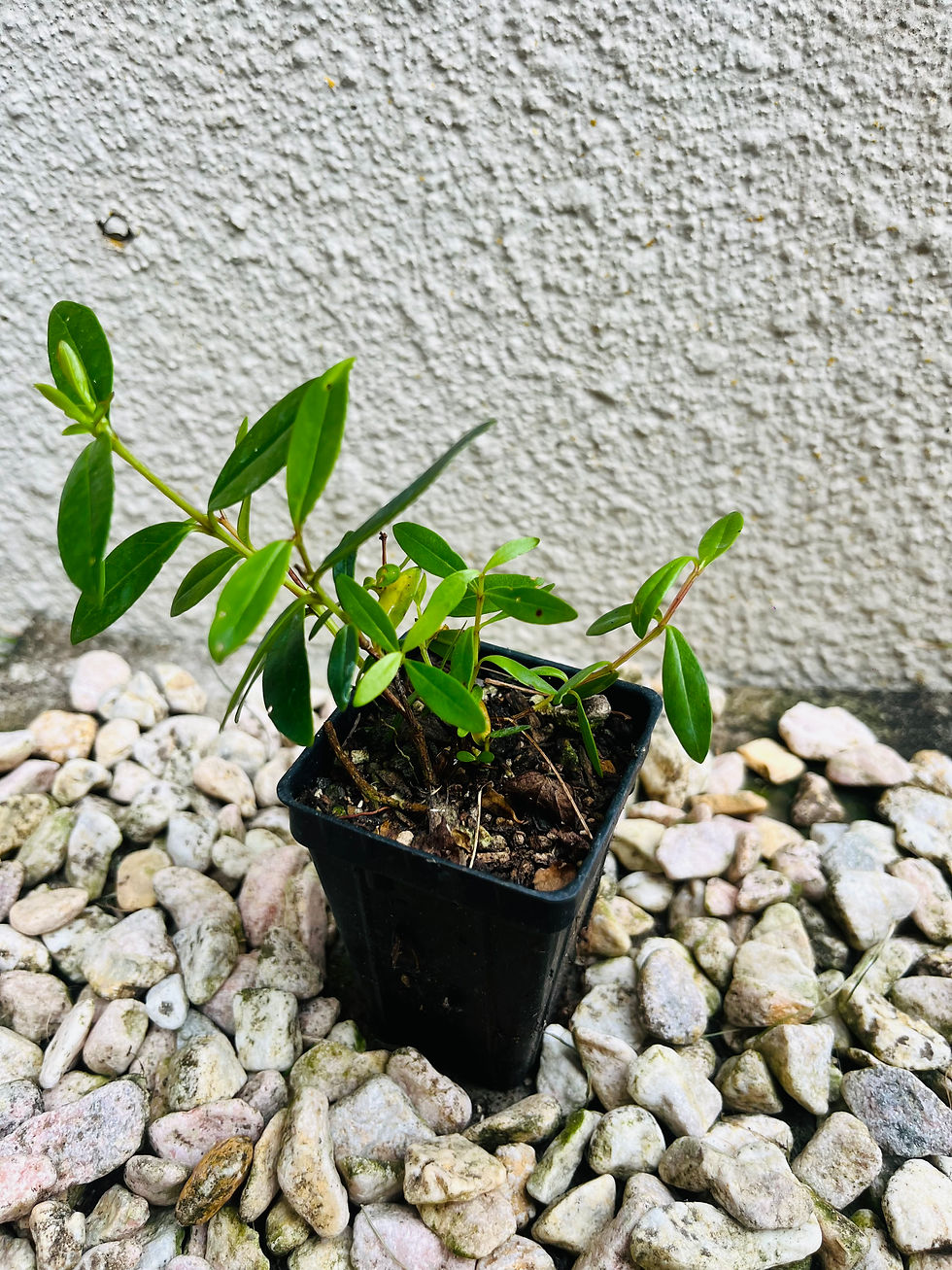 Metrosideros excelsa Pohutakawa | Native Plant Centre