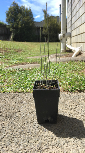 Apodasmia similis (oioi) | Native Plant Centre