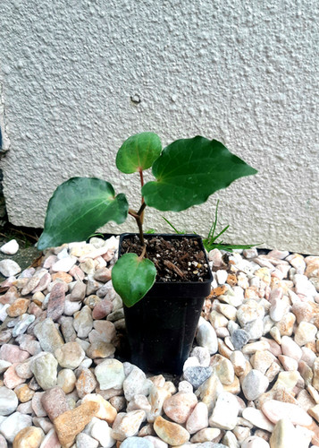 Macropiper excelsum | Native Plant Centre