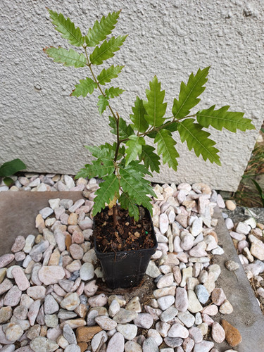 Alectryon excelsus Titoki | Native Plant Centre