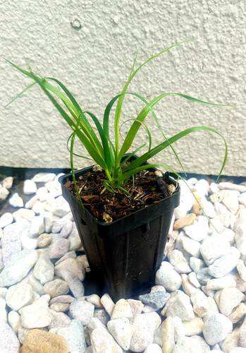 Chionochloa flavicans (Miniature Toe Toe) | Native Plant Centre