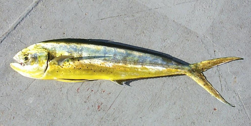 Dradu / Mahi Mahi moten | Maraken