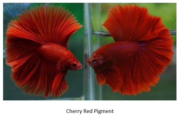 Post | Betta Project