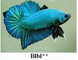 Blue betta fish: characteristics and genetics