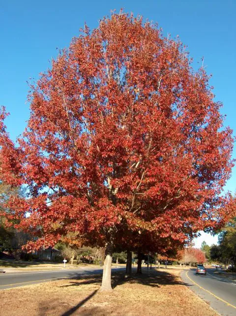 Texas Red Oak | tree-program