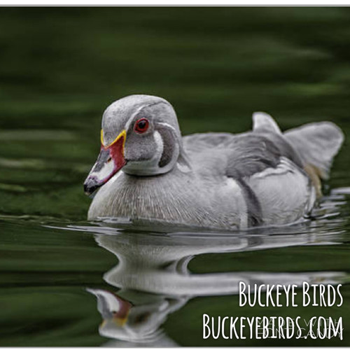 WOOD DUCK SILVER | Buckeyebirds