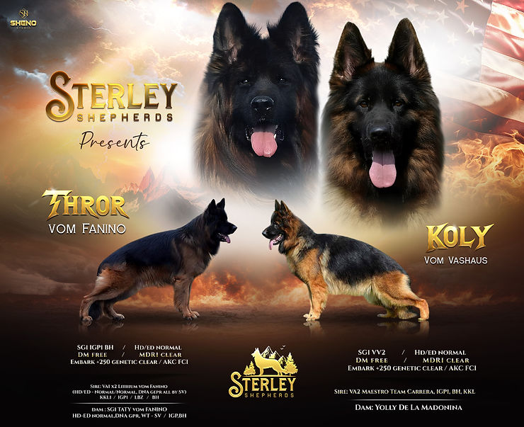 Puppies available | Sterley Shepherds