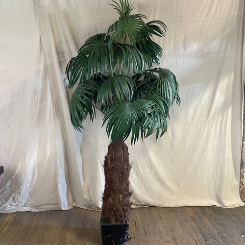 Fuzzy Palm Tree | zapprops