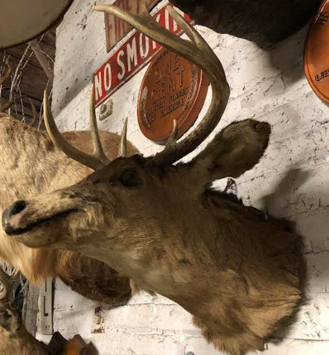 Taxidermy Smiling Deer Head | zapprops