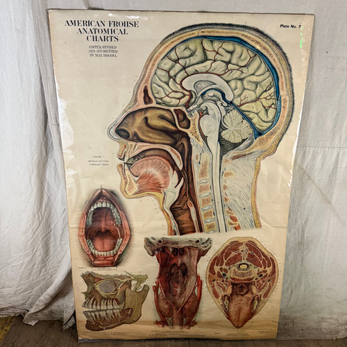 Head, Neck, & Mouth Anatomy Poster | zapprops