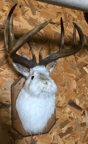 Pristine White Jackalope | zapprops