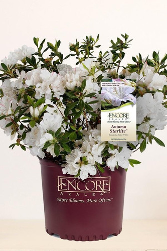 Azalea Encore - White | Scott Lawn Landsca