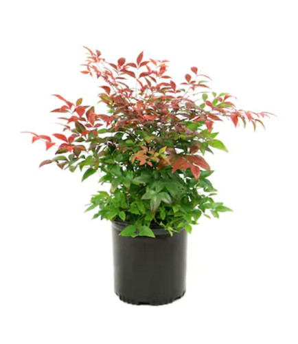 Fire Power Nandina | Scott Lawn Landsca