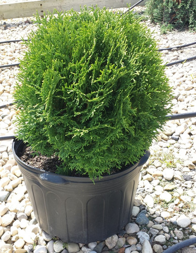 Arborvitae Hetz Midget | Scott Lawn Landsca